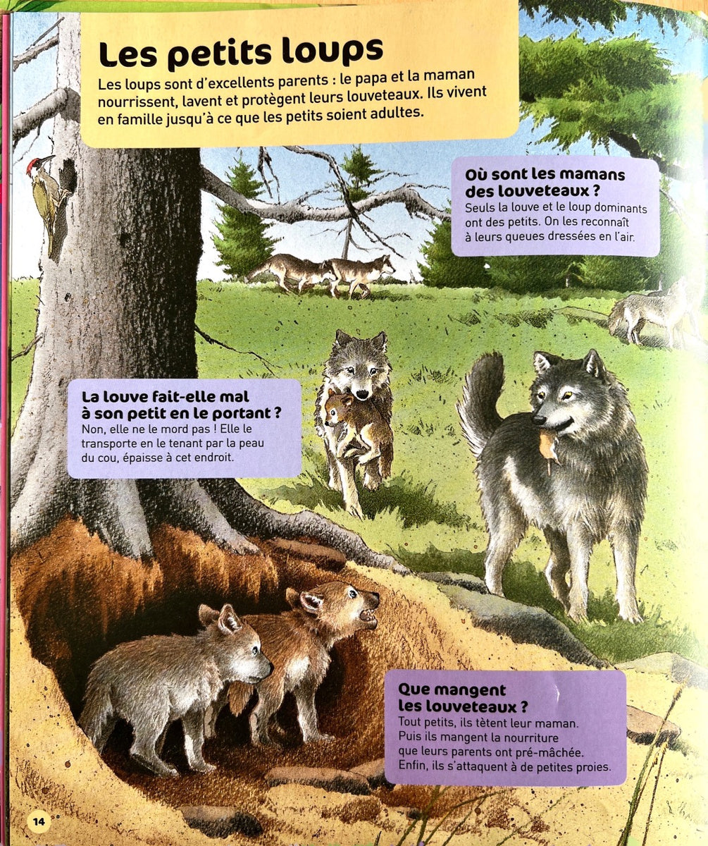 Questions réponses - Les Bébés animaux - Book in French – My French ...