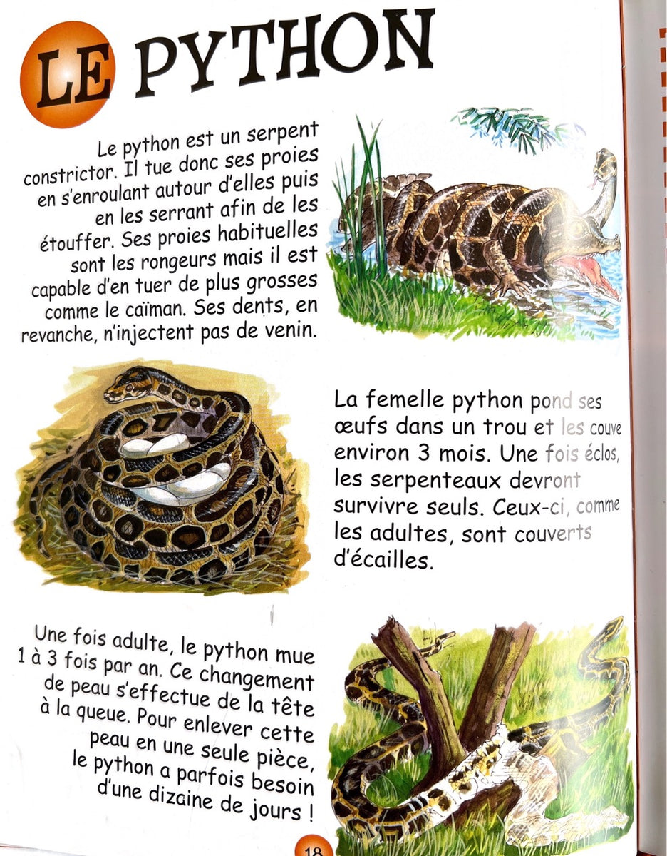 Première découverte des animaux - Les animaux de la foret tropical ...